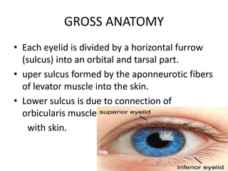 Anatomy of the eyelids | PPTX