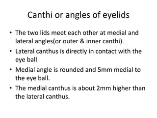 Anatomy of the eyelids | PPTX
