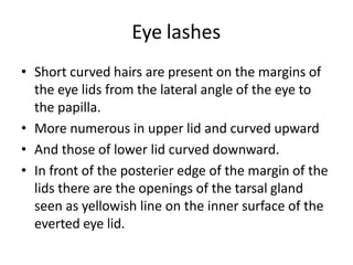 anatomyoftheeyelids-140429224039-phpapp02 (1).pptx