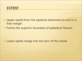 Anatomy of the eyelids | PPT