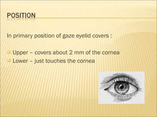 Anatomy of the eyelids | PPT