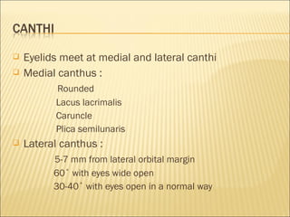 Anatomy of the eyelids | PPT