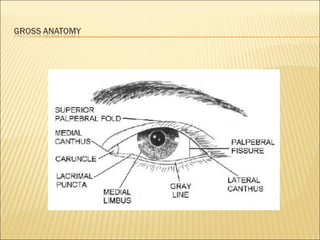 Anatomy of the eyelids | PPT