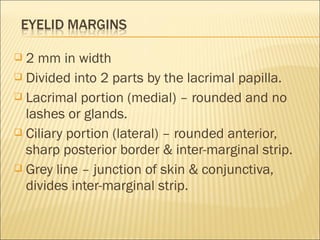 Anatomy of the eyelids | PPT