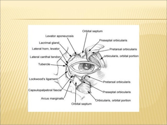 Anatomy of the eyelids