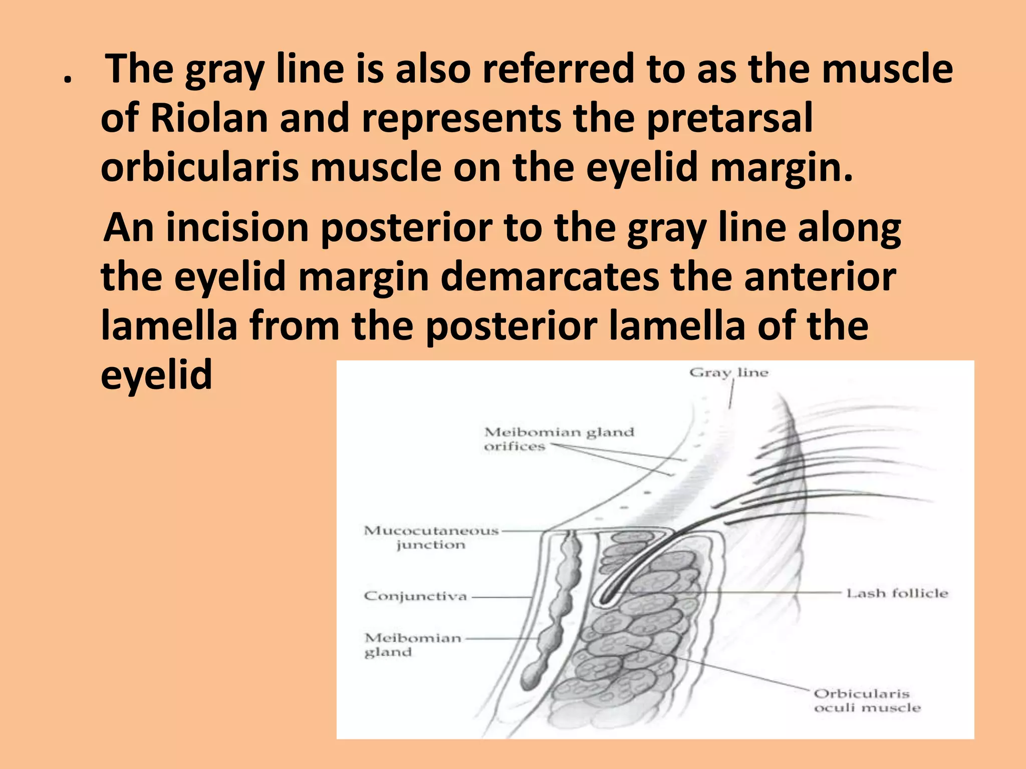 Anatomy of the eyelids | PPTX