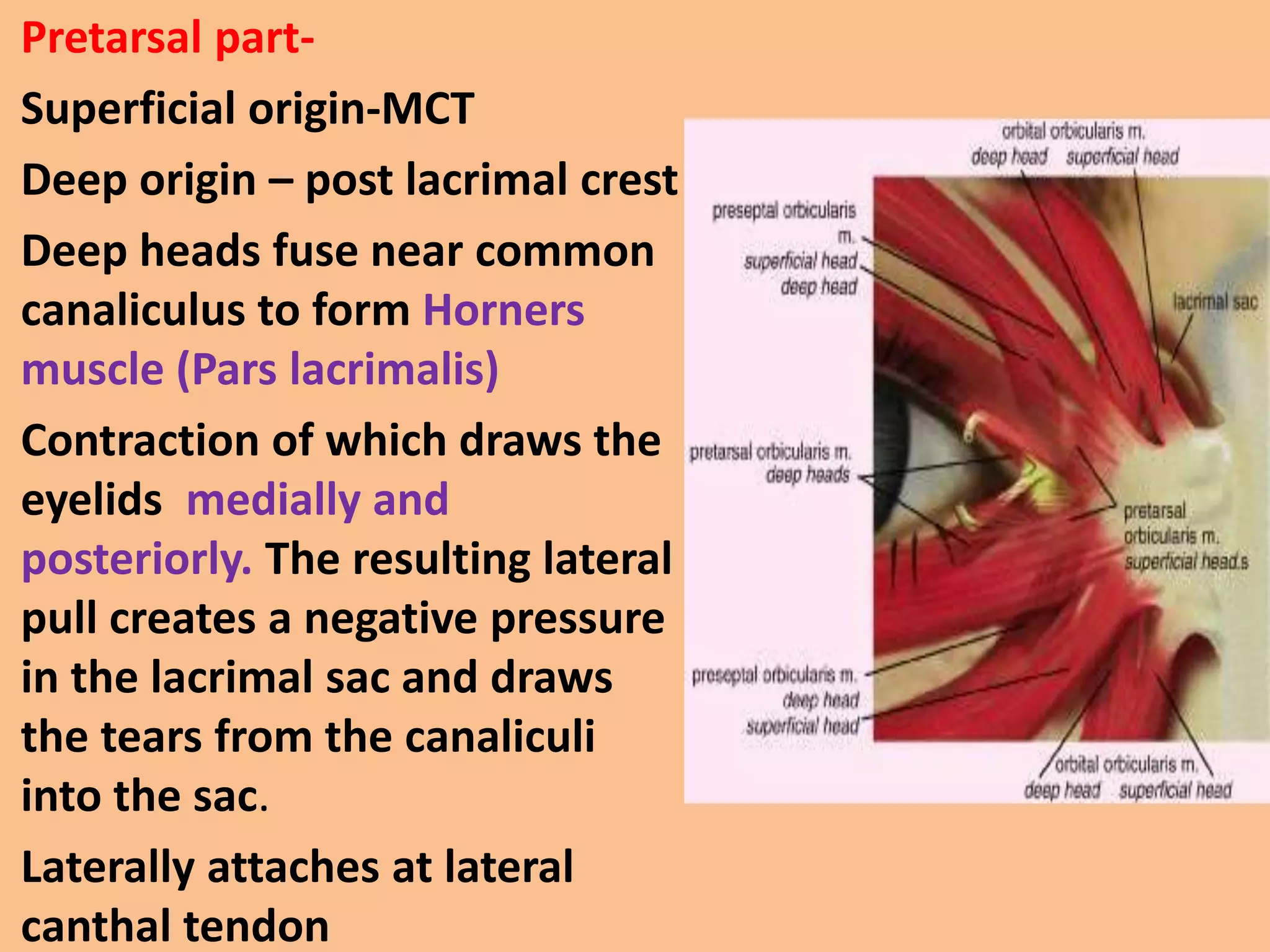 Anatomy of the eyelids | PPTX