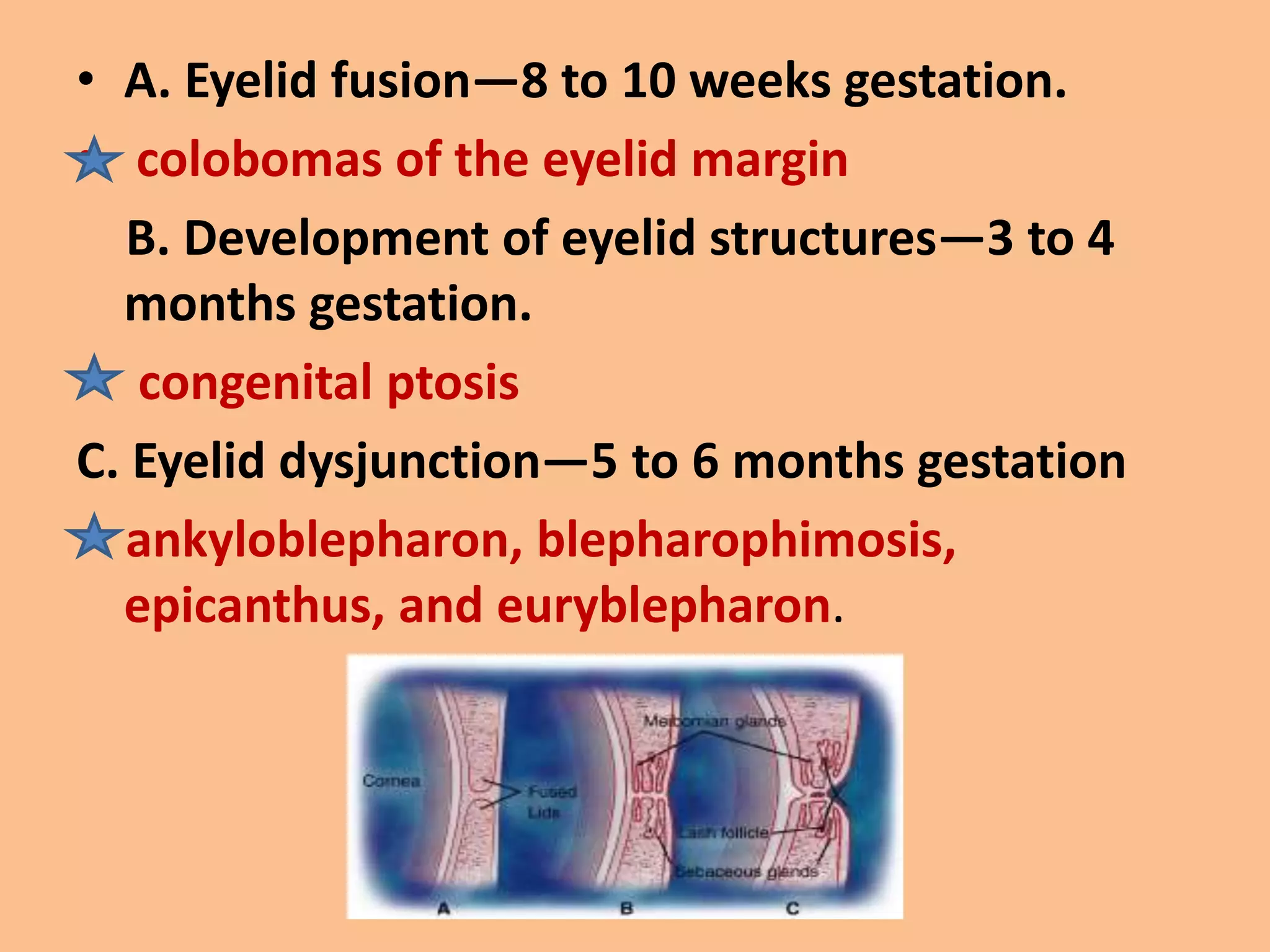 Anatomy of the eyelids | PPTX
