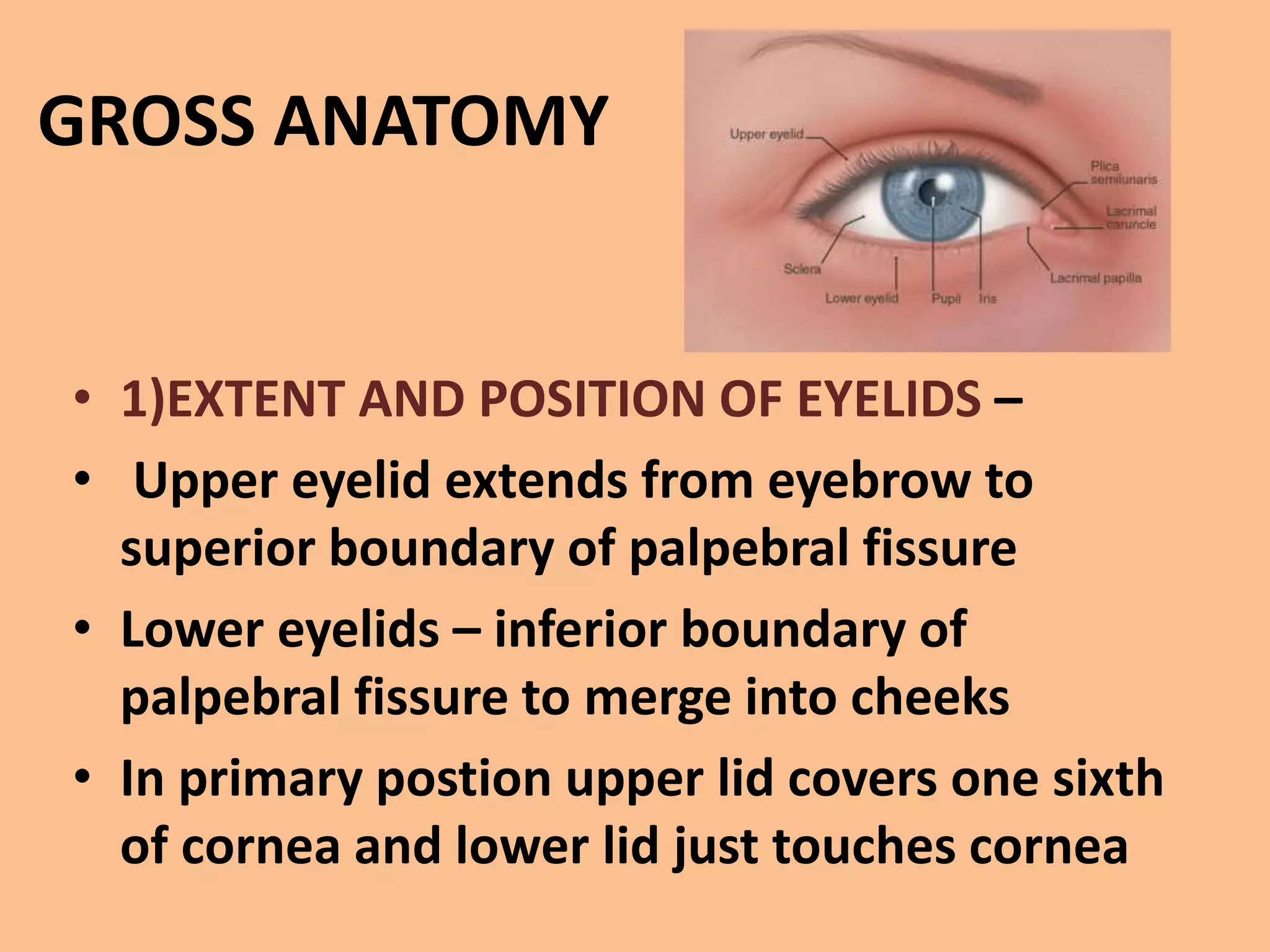 Anatomy of the eyelids | PPTX