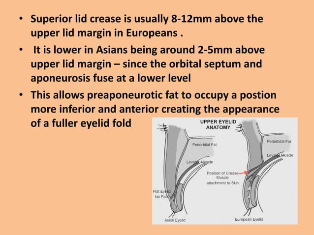 Anatomy of the eyelids | PPTX