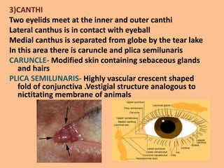 Anatomy of the eyelids | PPTX