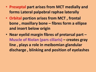 Anatomy of the eyelids | PPTX