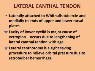Anatomy of the eyelids | PPTX