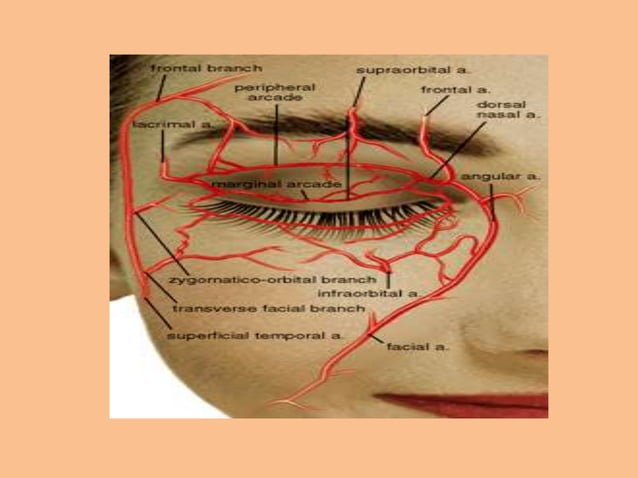 Anatomy of the eyelids | PPTX