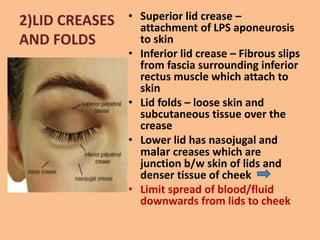 Anatomy of the eyelids | PPTX