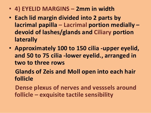 Anatomy of the eyelids