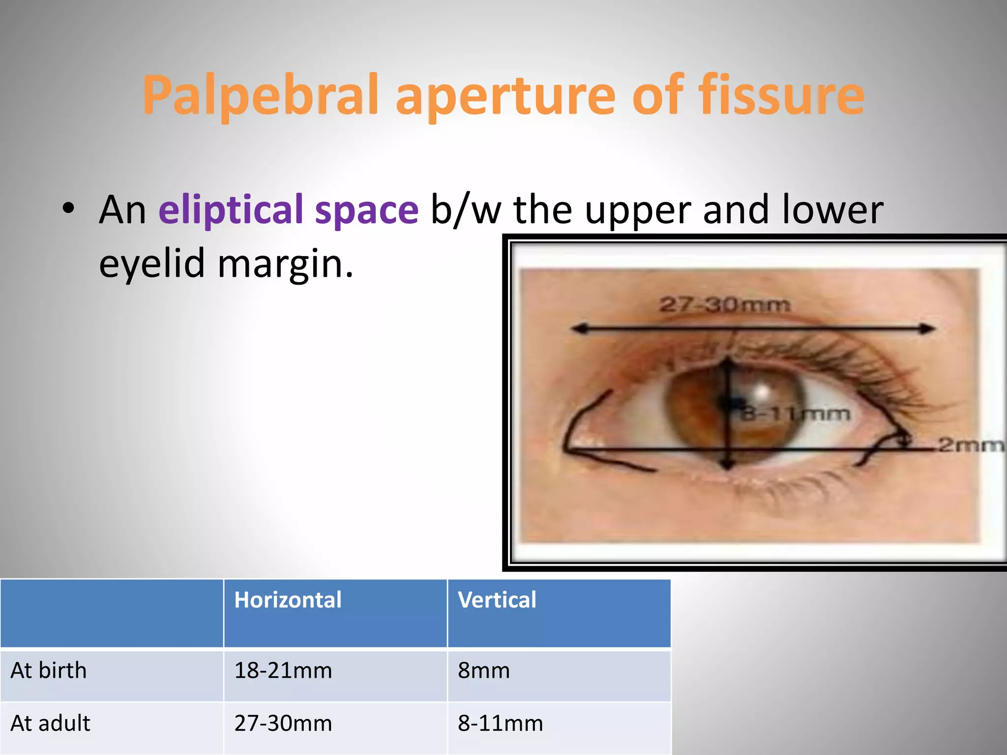 Anatomy of the eyelids. | PPTX