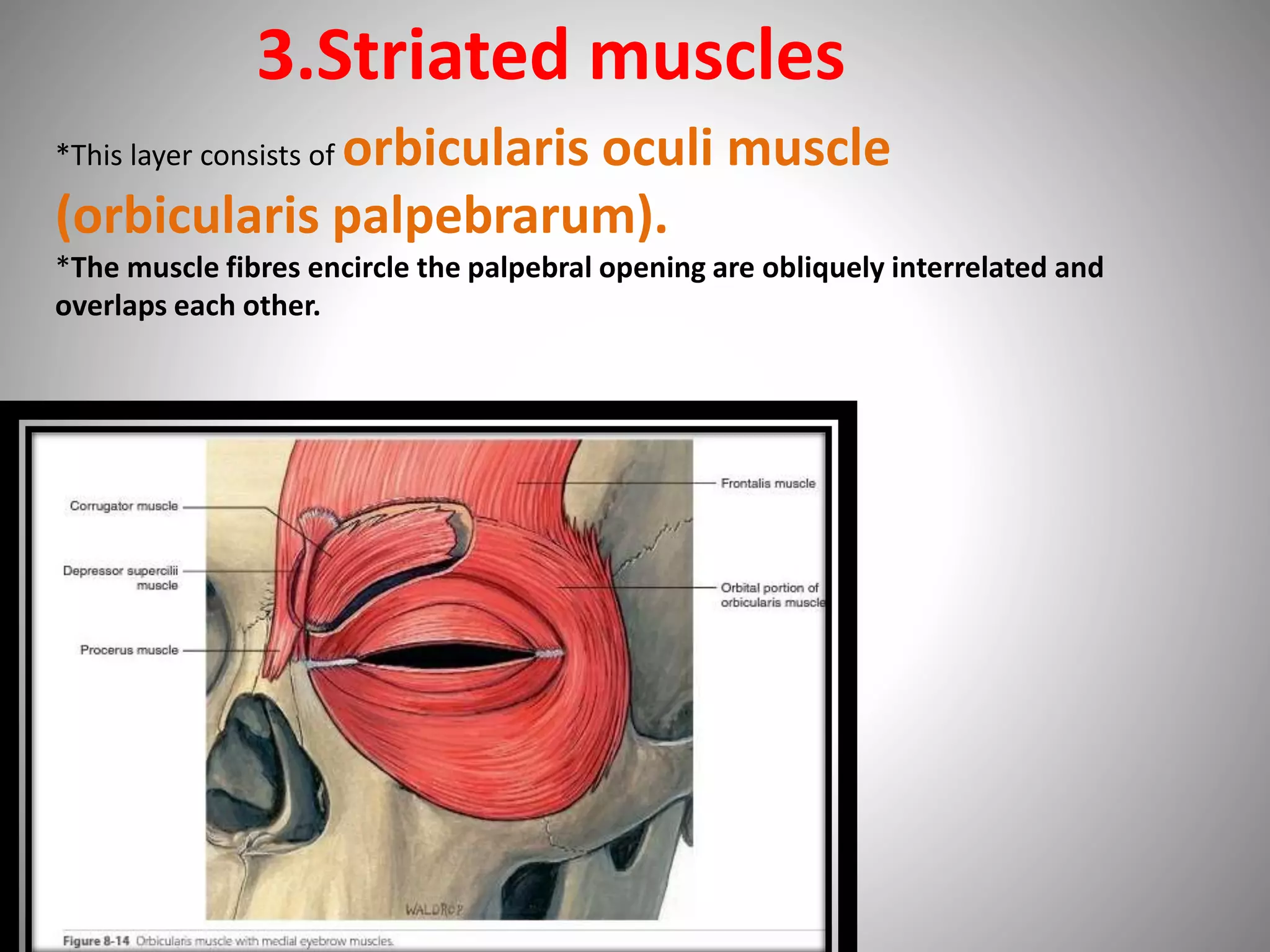 Anatomy of the eyelids. | PPTX