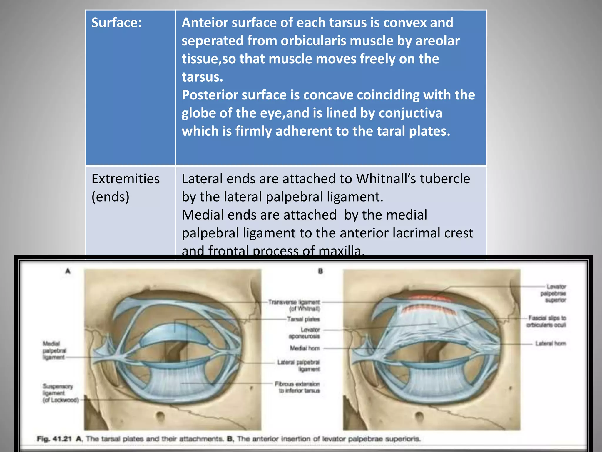 Anatomy of the eyelids. | PPTX