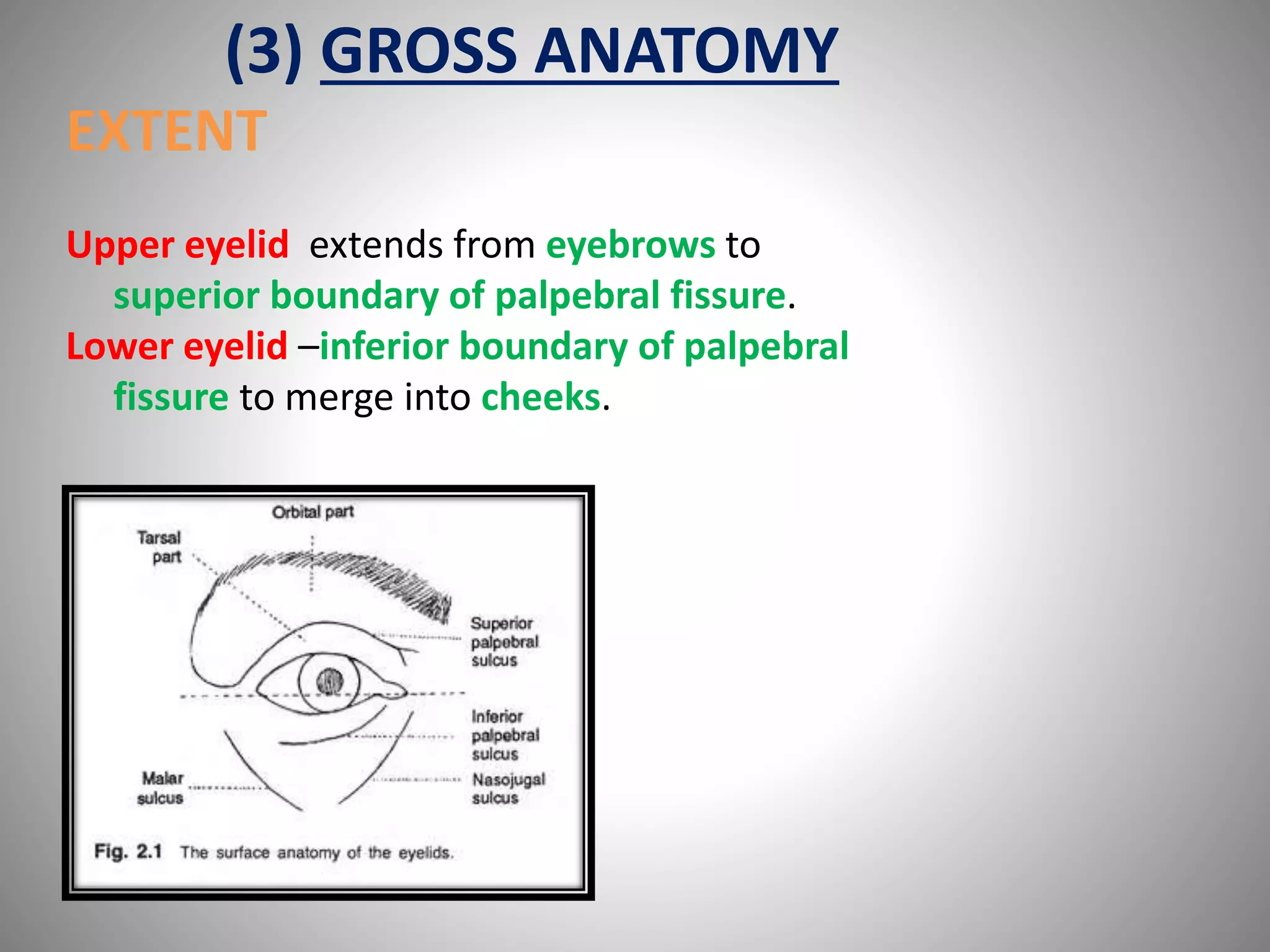 Anatomy of the eyelids. | PPTX