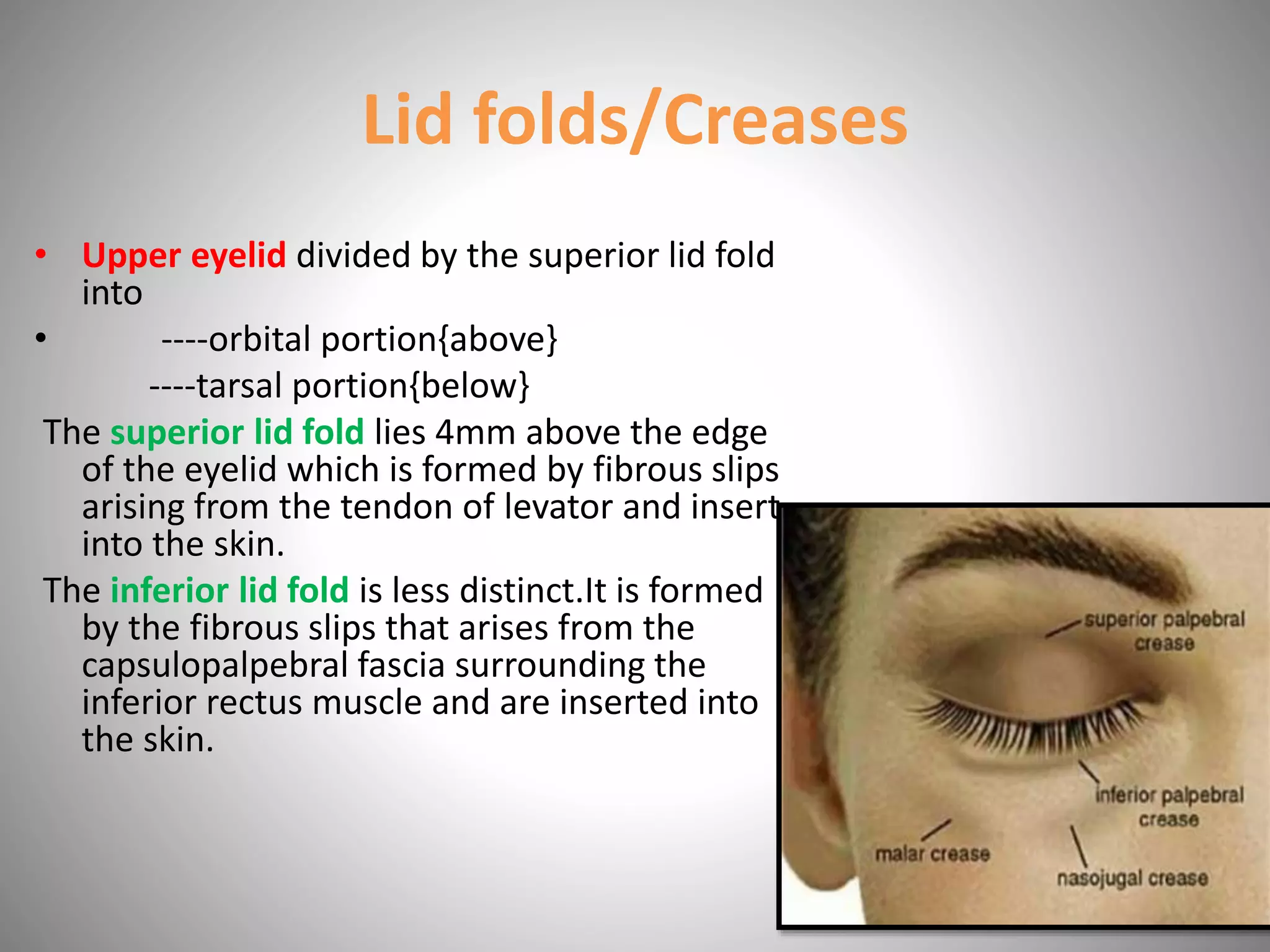 Anatomy of the eyelids. | PPTX
