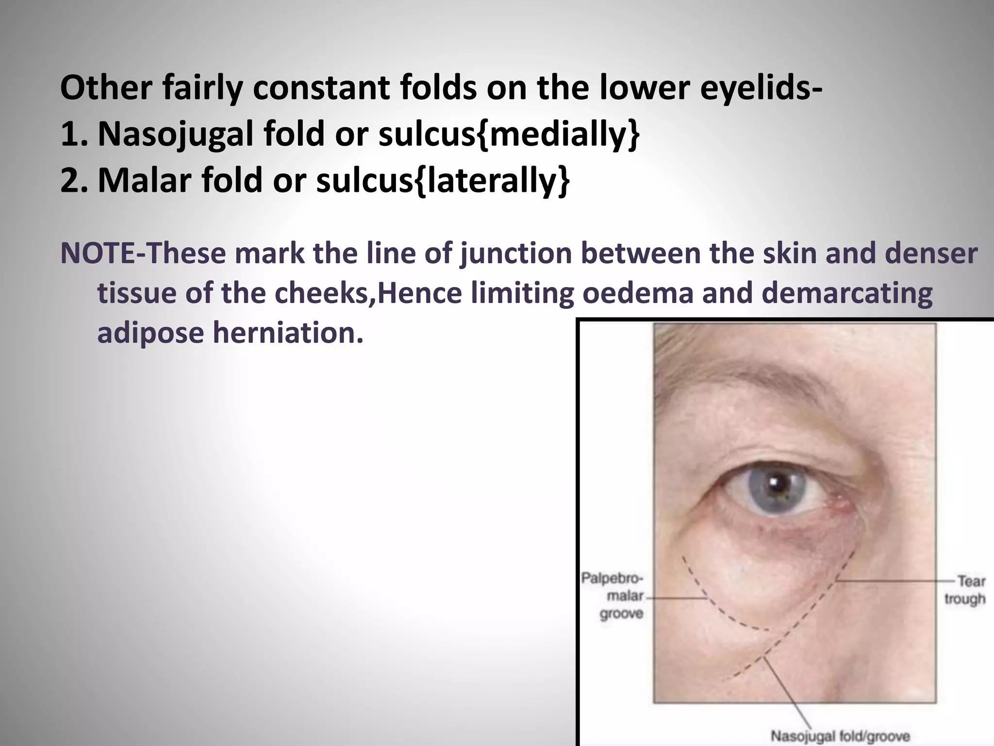 Anatomy of the eyelids. | PPTX
