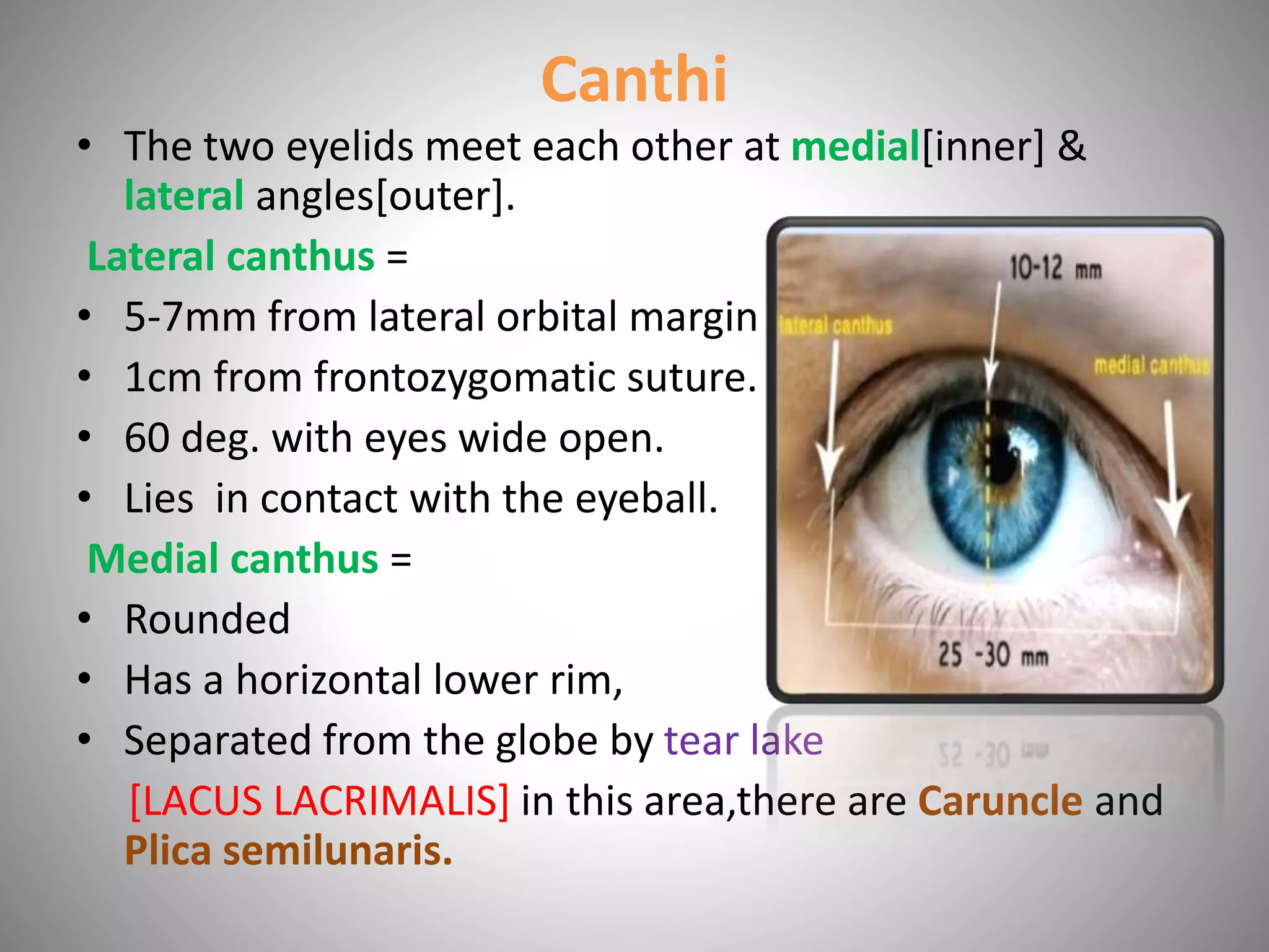 Anatomy of the eyelids. | PPTX