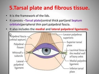 Anatomy of the eyelids. | PPTX