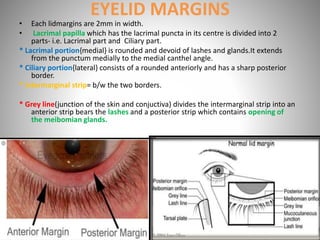 Anatomy of the eyelids. | PPT