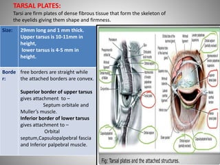 Tarsal Plates