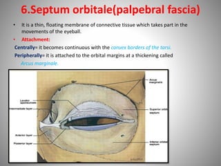 Anatomy of the eyelids. | PPT