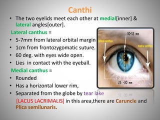 Anatomy of the eyelids. | PPT