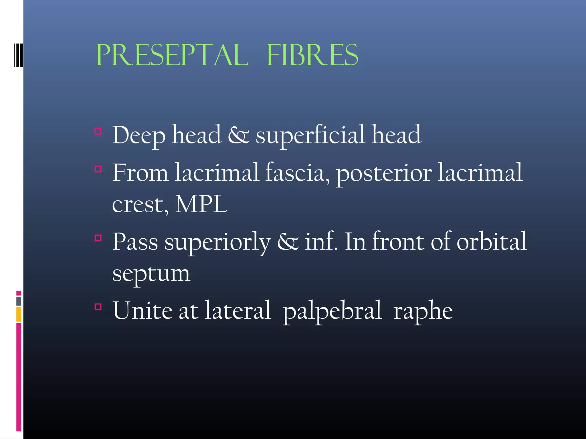 Anatomy of the eyelids | PPT