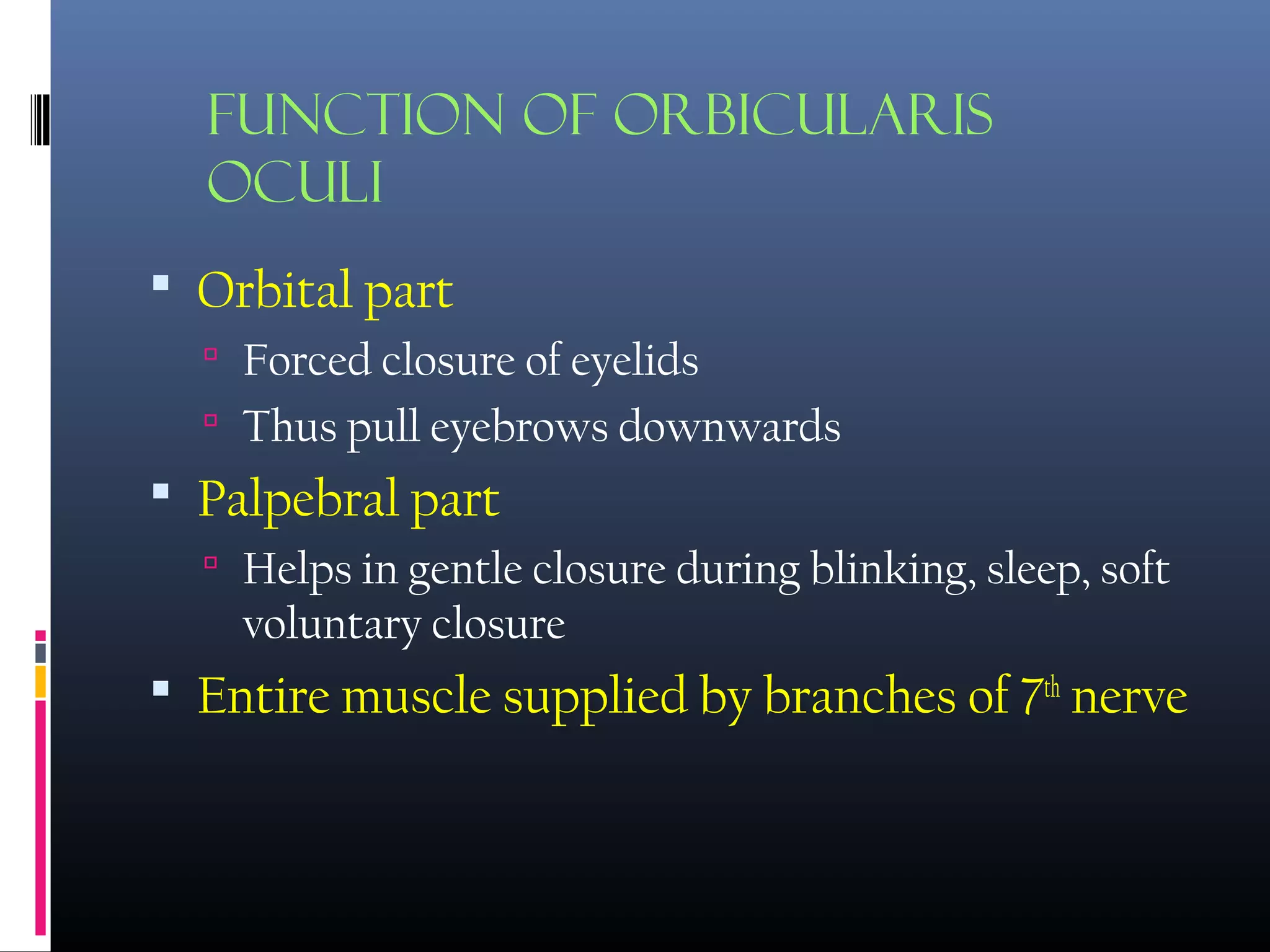 Anatomy of the eyelids | PPT