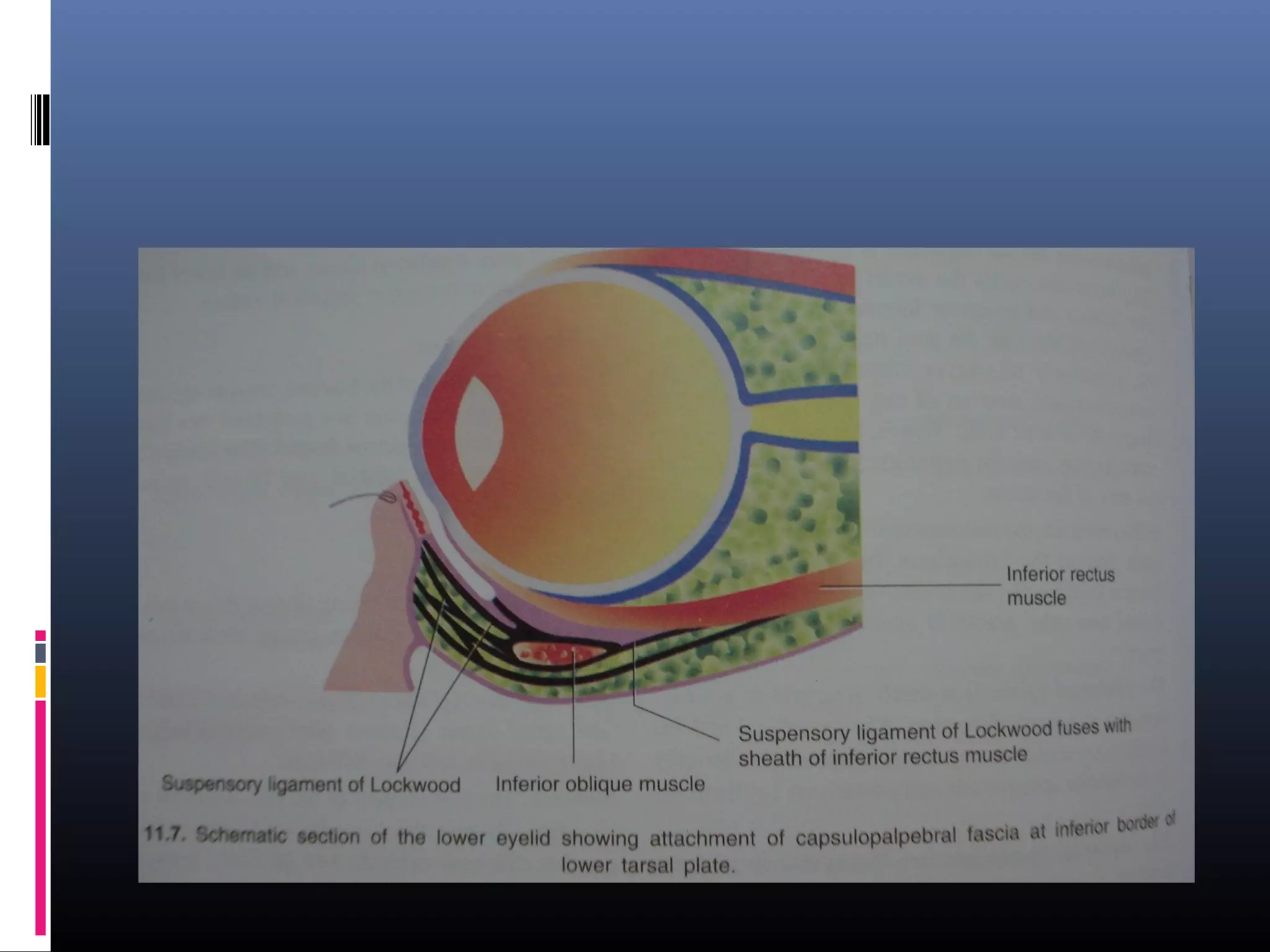 Anatomy of the eyelids | PPT