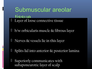 Anatomy of the eyelids | PPT