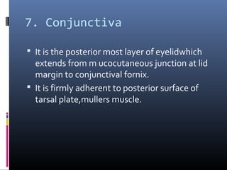 Anatomy of the eyelids | PPT