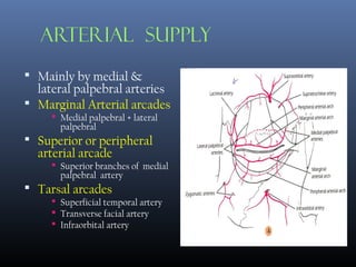 Anatomy of the eyelids | PPT