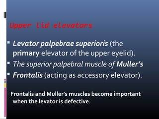 Anatomy of the eyelids | PPT