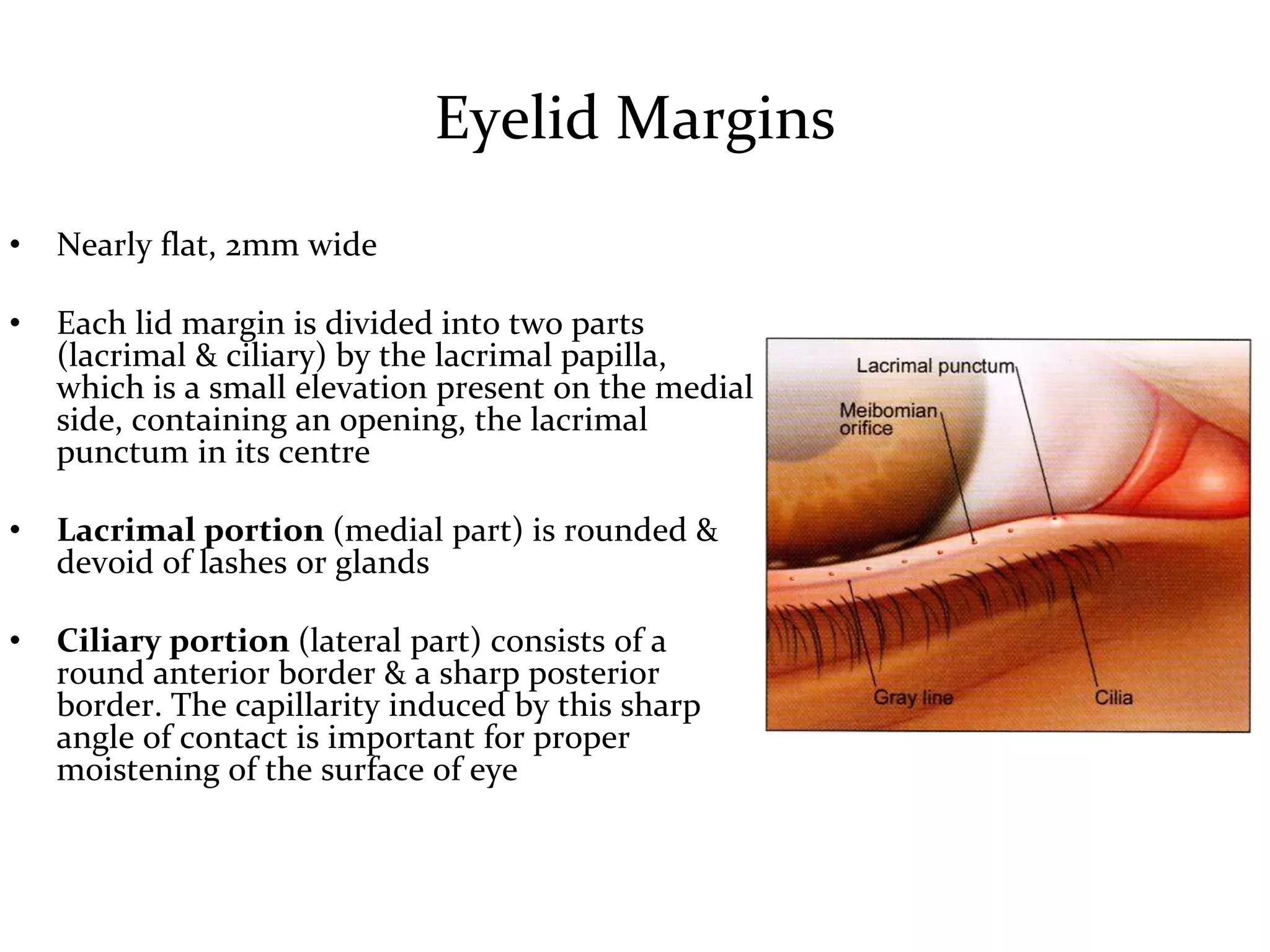 Anatomy of the eyelids | PPTX | Eye and Vision Conditions | Diseases ...
