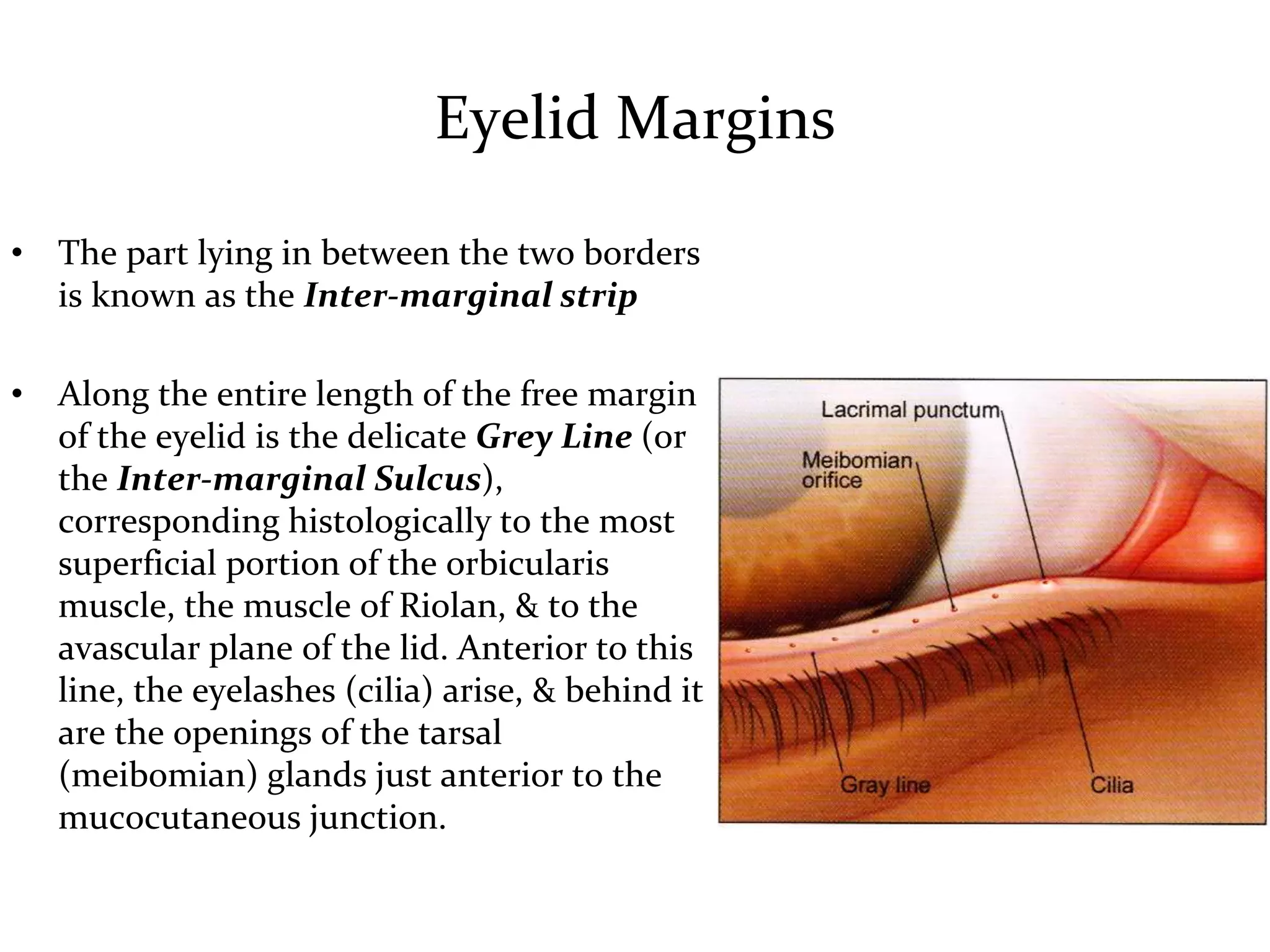 Anatomy of the eyelids | PPTX