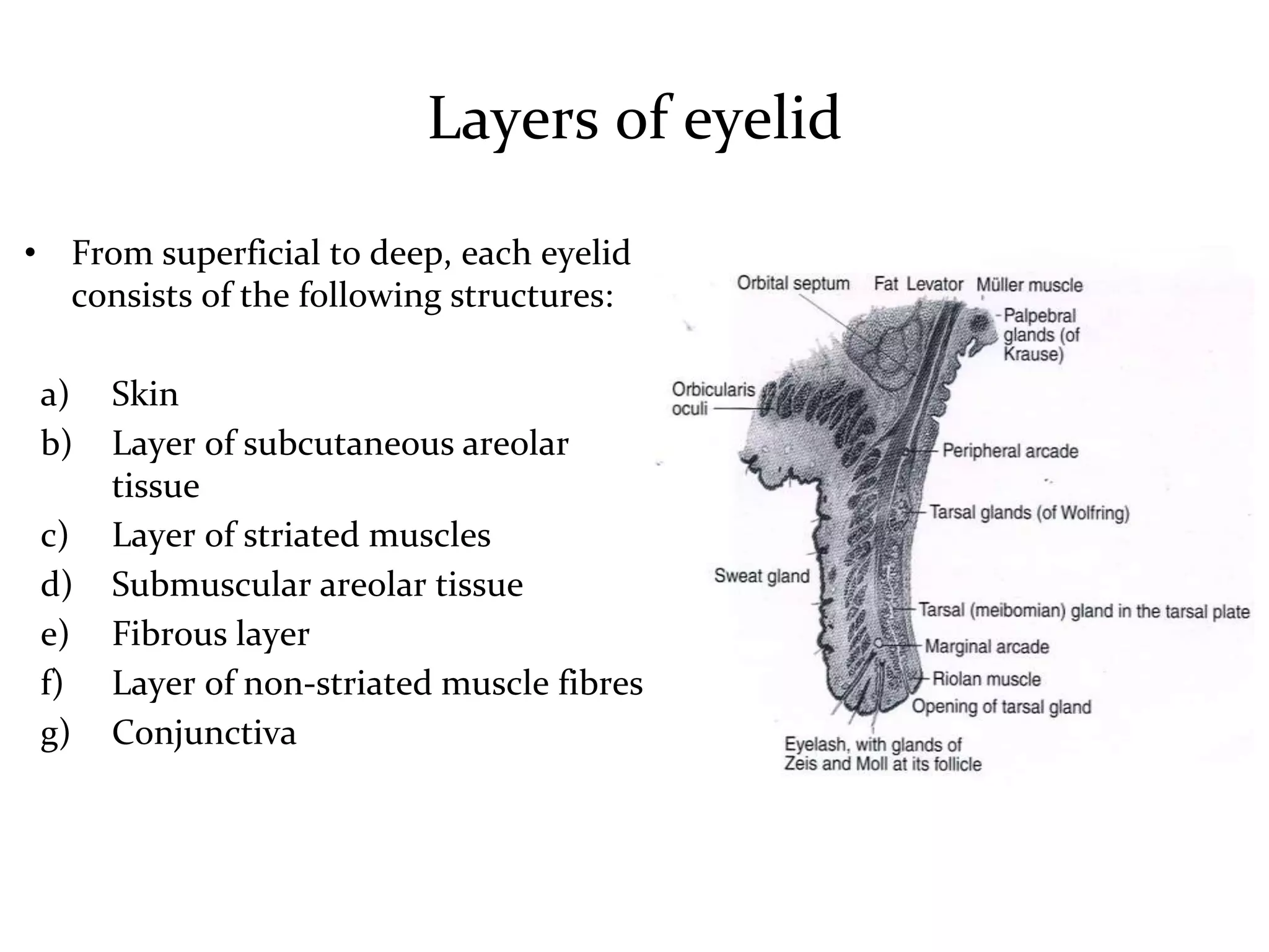 Anatomy of the eyelids | PPTX