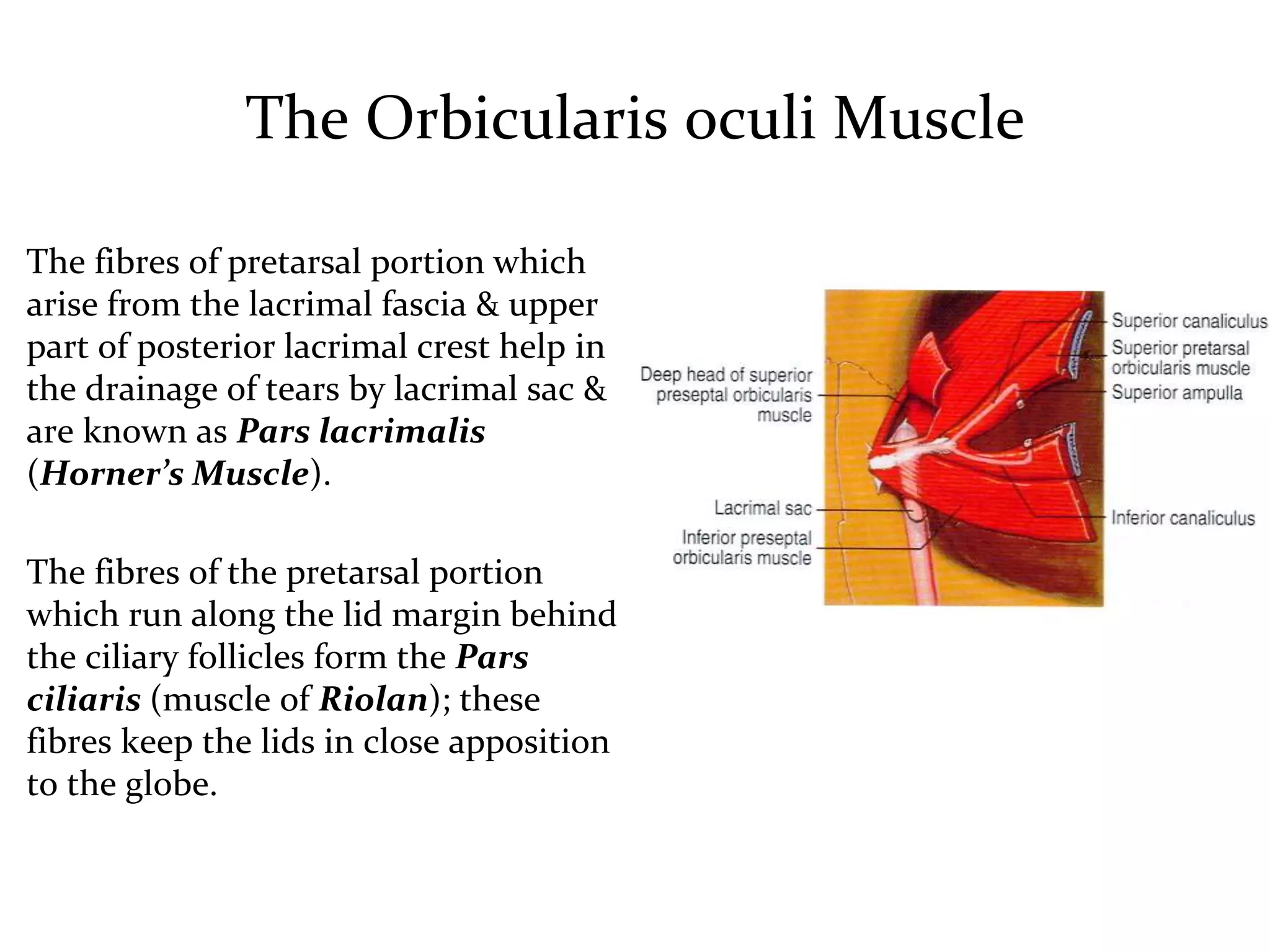 Anatomy of the eyelids | PPTX