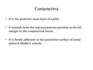Anatomy of the eyelids | PPTX