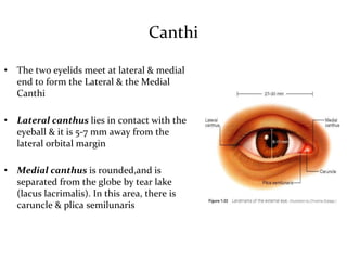 Anatomy of the eyelids | PPTX