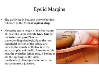Anatomy of the eyelids | PPT