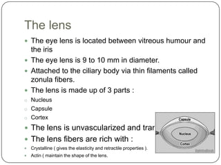 Anatomy of the eye presentation | PPTX