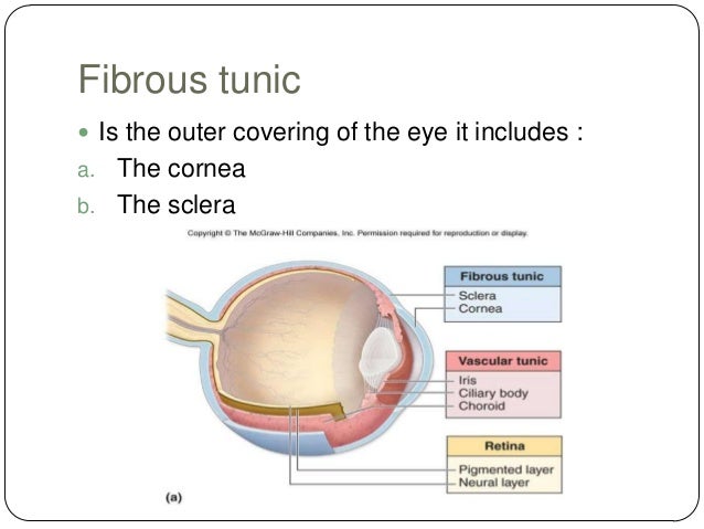 Anatomy of the eye presentation