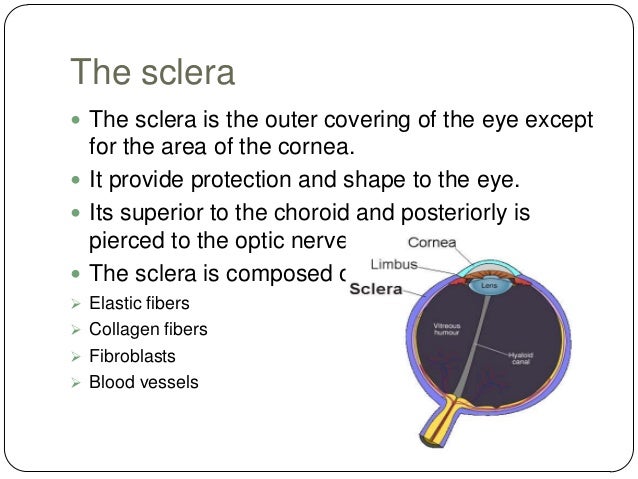 Anatomy of the eye presentation
