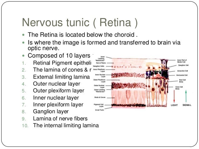 Anatomy of the eye presentation